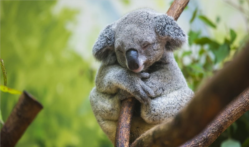 GẤU KOALA – NHỮNG SỰ THẬT THÚ VỊ VỀ BIỂU TƯỢNG NƯỚC ÚC MÀ BẠN CÓ THỂ ...