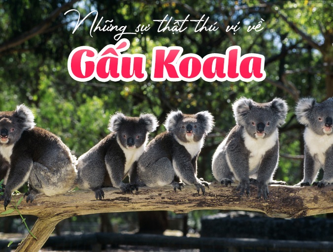 GẤU KOALA – NHỮNG SỰ THẬT THÚ VỊ VỀ BIỂU TƯỢNG NƯỚC ÚC MÀ BẠN CÓ THỂ CHƯA BIẾT｜Tin tức và sự ...